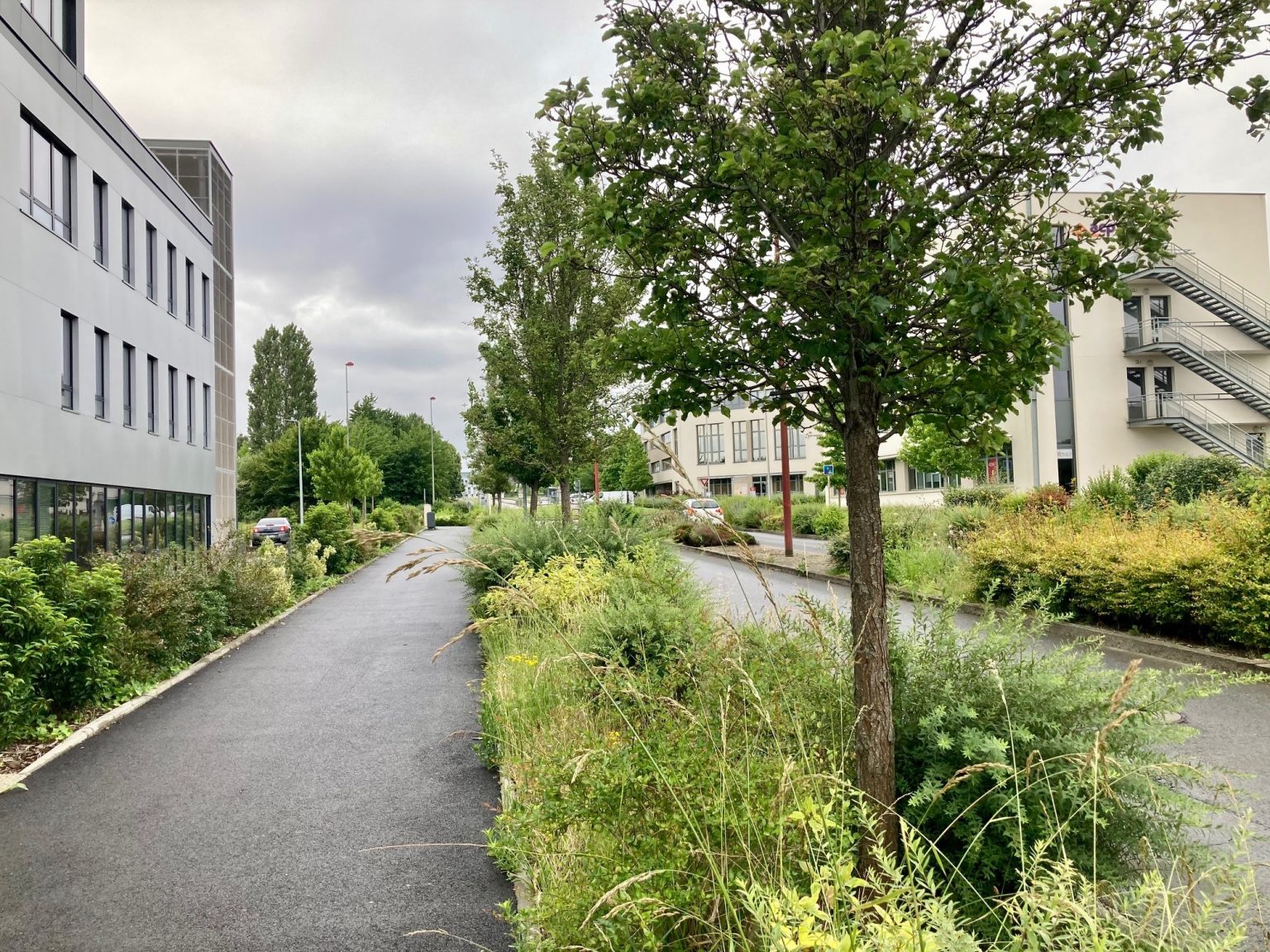 Alignement d’arbres versus projet de construction : attention aux ...